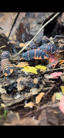 Ember Bee 10ct Isopod by Lichen and Leaves