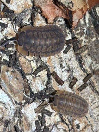 Cubaris Sp Red Tiger 50ct Isopod by Lichen and Leaves