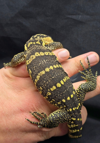 Samar Water Monitor Yearling (V. Samarensis) #1 by Mostly Montanes