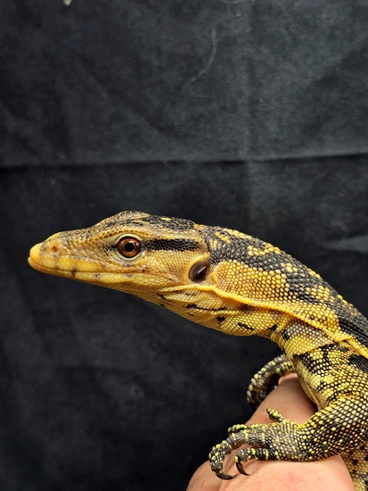 Samar Water Monitor Yearling (V. Samarensis) #2 by Mostly Montanes
