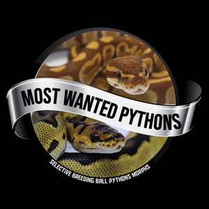 Most Wanted Pythons - MorphMarket