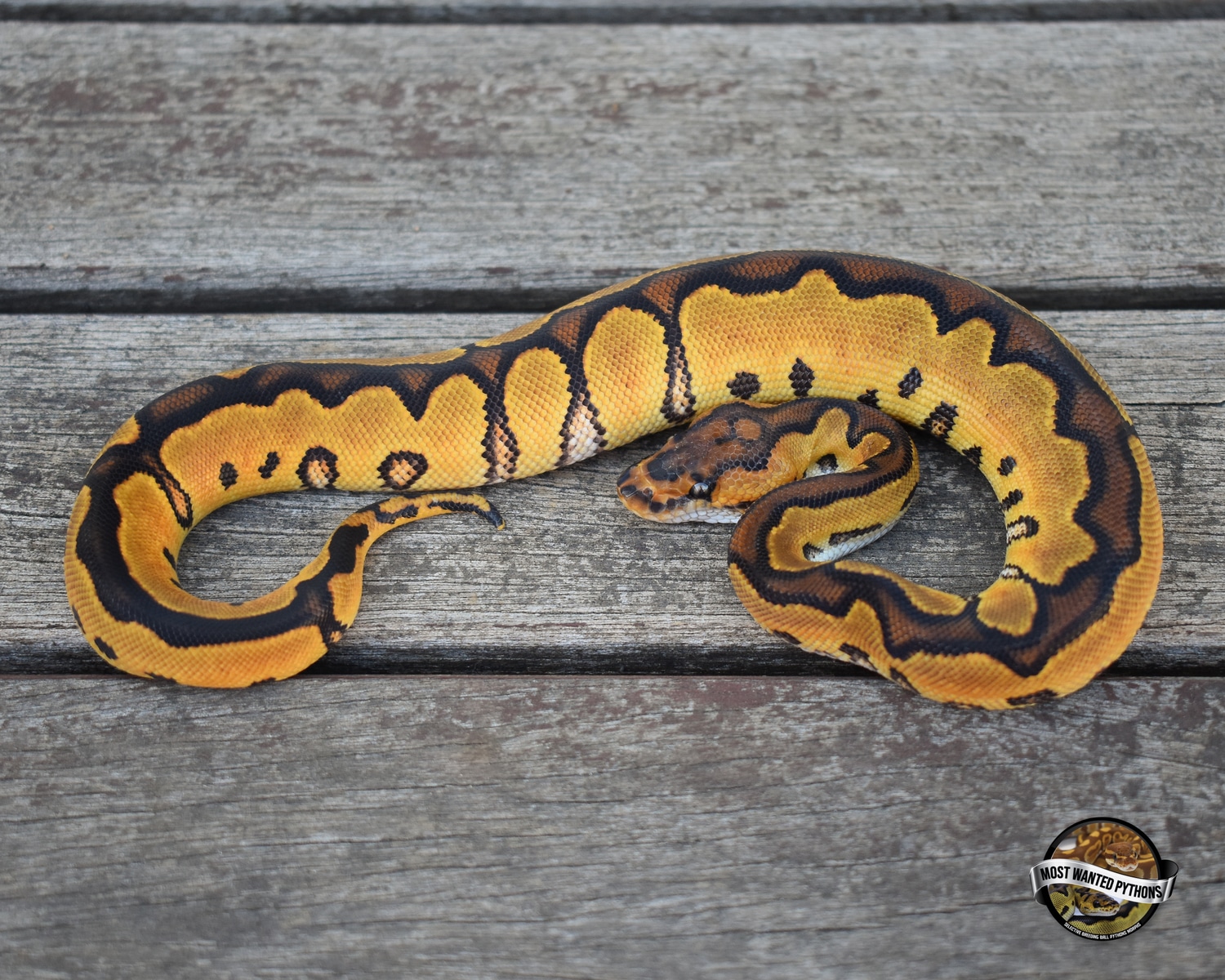 Yellow Belly Clown Ball Python by Most Wanted Pythons - MorphMarket