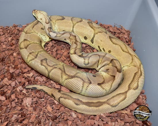 PB Pastel Clown Ball Python by Most Wanted Pythons