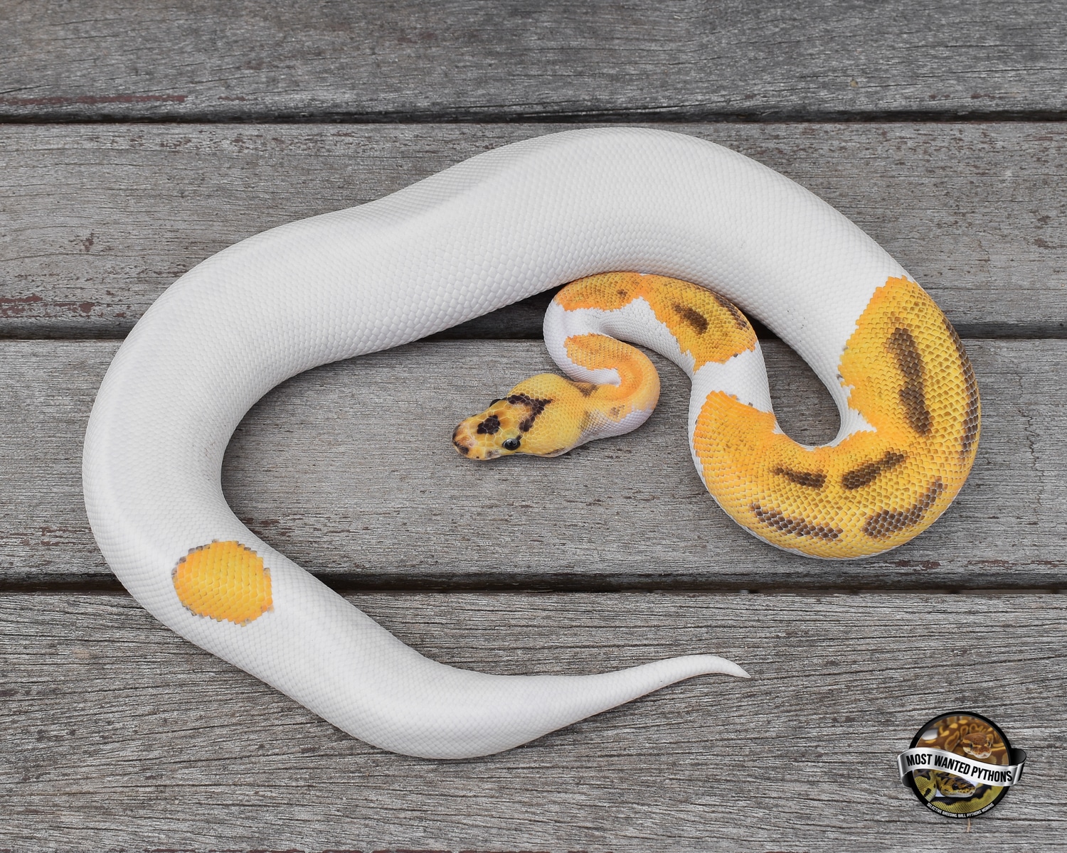 Most Wanted Pythons's Collection - MorphMarket