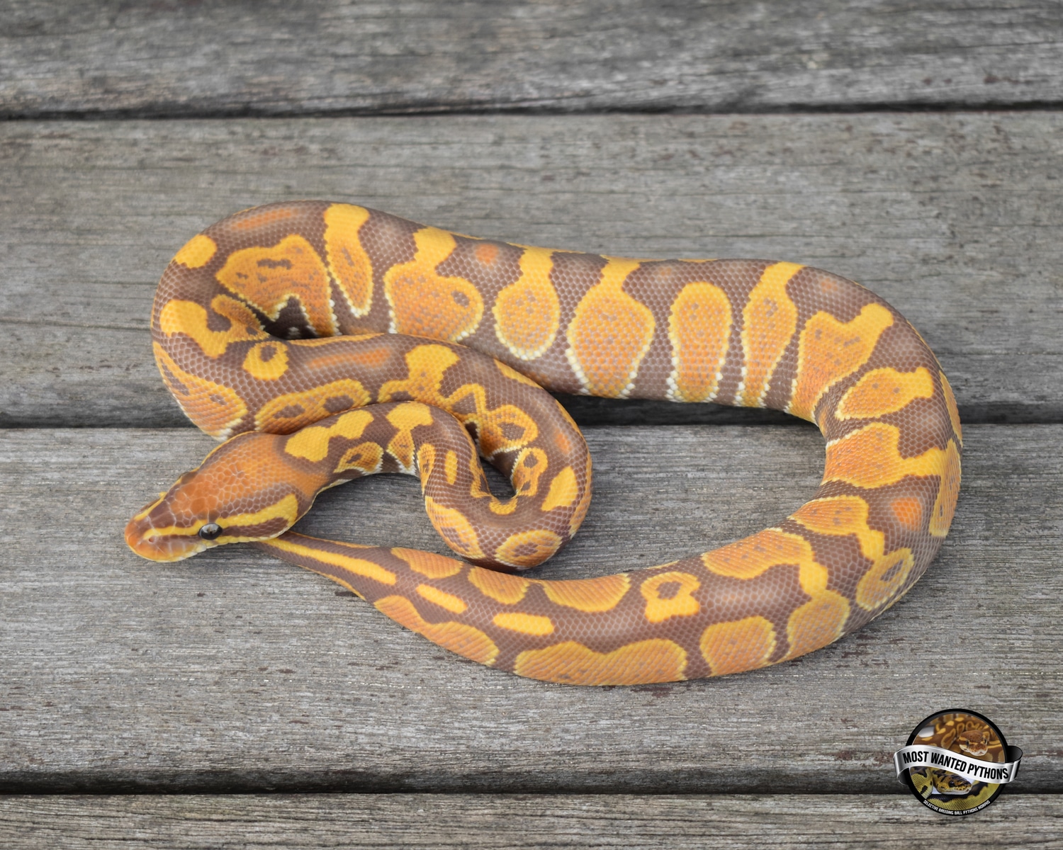 Ultramel 66% Het Hypo 50% Het Pied Ball Python by Most Wanted Pythons ...