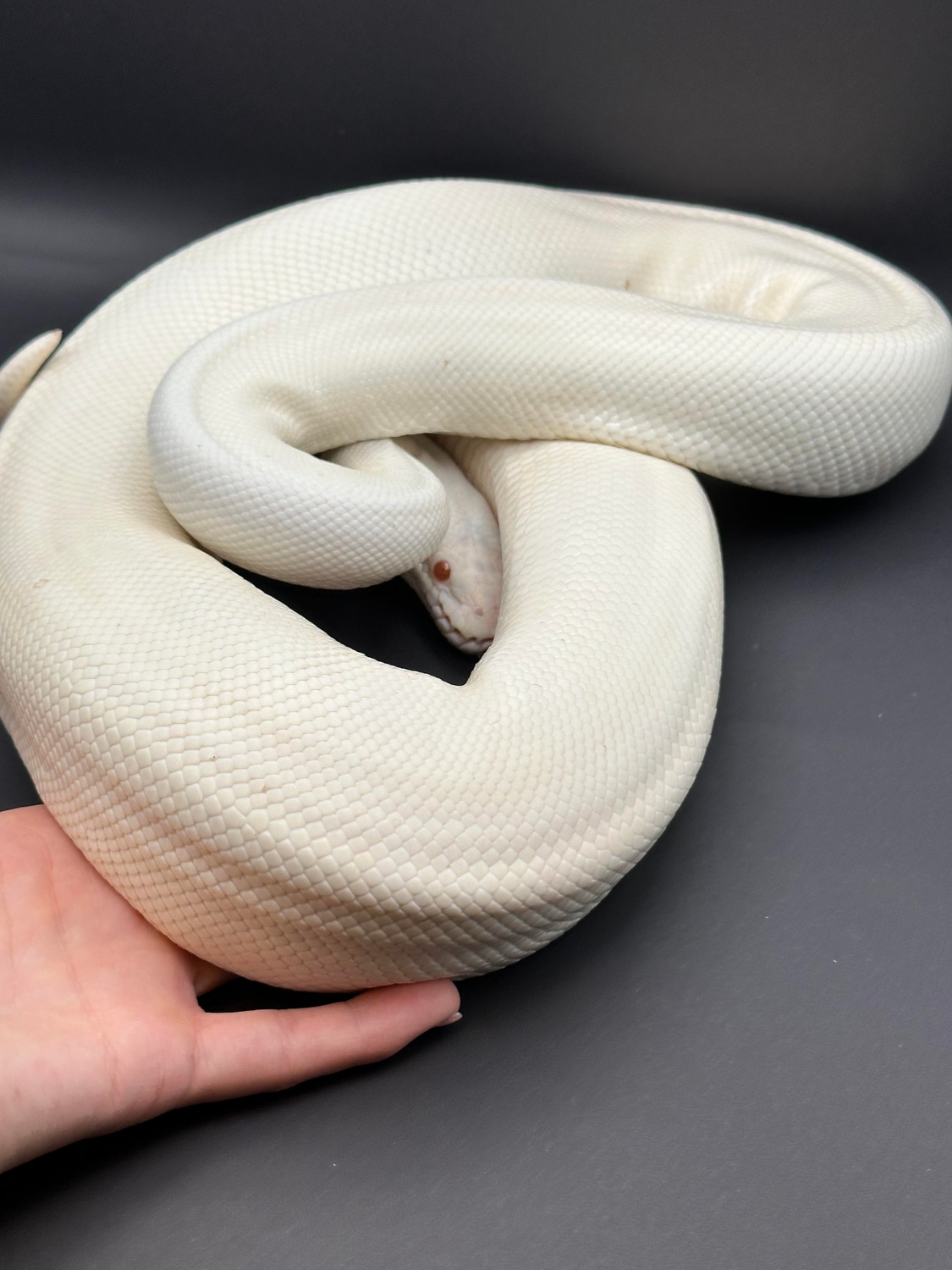 Axanthic (TSK) Albino Ball Python by Mother of Snakes - MorphMarket