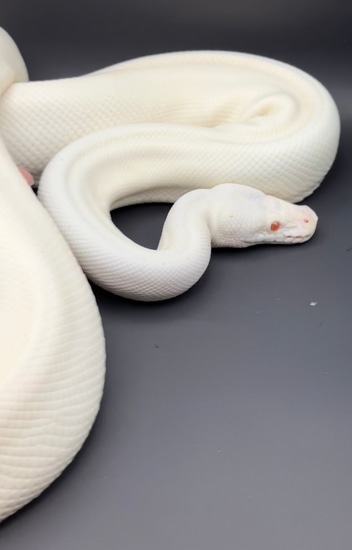 TSK Snow Ball Python by Mother of Snakes