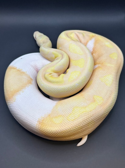 Albino Pied- Low White Ball Python by Mother of Snakes