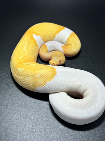 Albino Clown Pied Ball Python by Mother of Snakes