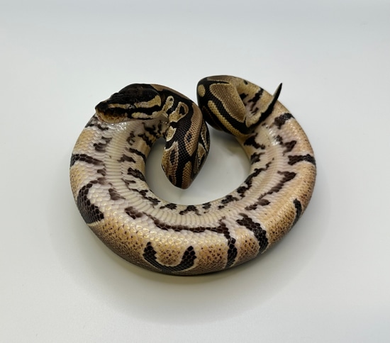 Double Het VPI Axanthic / Piebald Ball Python by Mother of Snakes