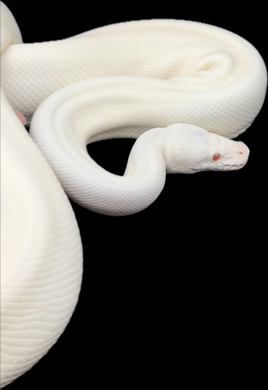 Mother of Snakes's Collection - MorphMarket