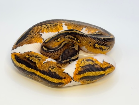 1.1 Highway Pied Project Ball Python by Mother of Snakes
