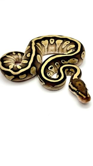 Lesser Mahogany Het Clown Ball Python by Mother of Snakes