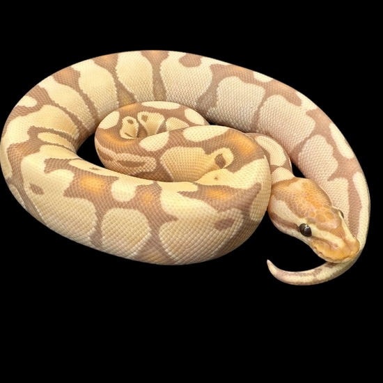Banana Russo OD Enchi 50% Het Pied And Hypo Ball Python by Mother of Snakes