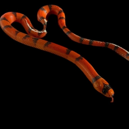 Ultralight Hypo VP Tangerine Extreme Aberrant Honduran Milk Snake by ...