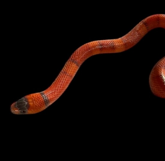 Ultralight Hypo VP Tangerine Extreme Aberrant Honduran Milk Snake by ...