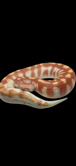 T-neg Blood Python by Mother of Snakes