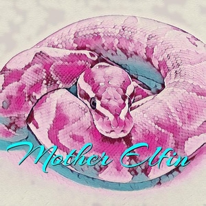 Mother Elfin Ball Pythons - MorphMarket