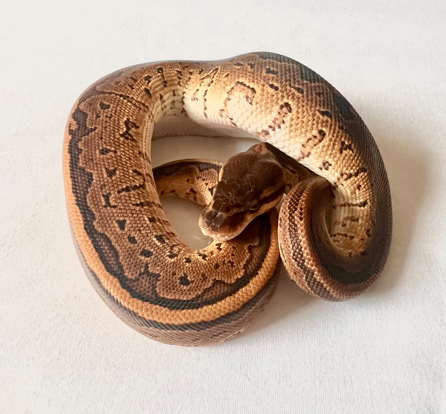 Black Head Pinstripe Red Gene Ball Python by Mothra’s Morphs - MorphMarket