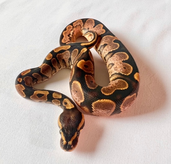 Calico Ball Python by Mothra’s Morphs
