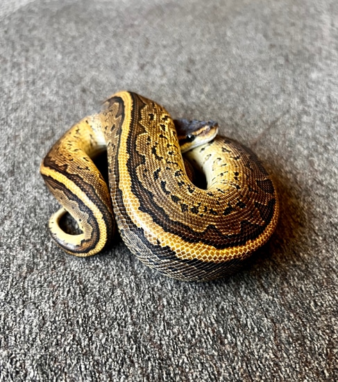 Black Head Pinstripe Red Gene Ball Python by Mothra’s Morphs