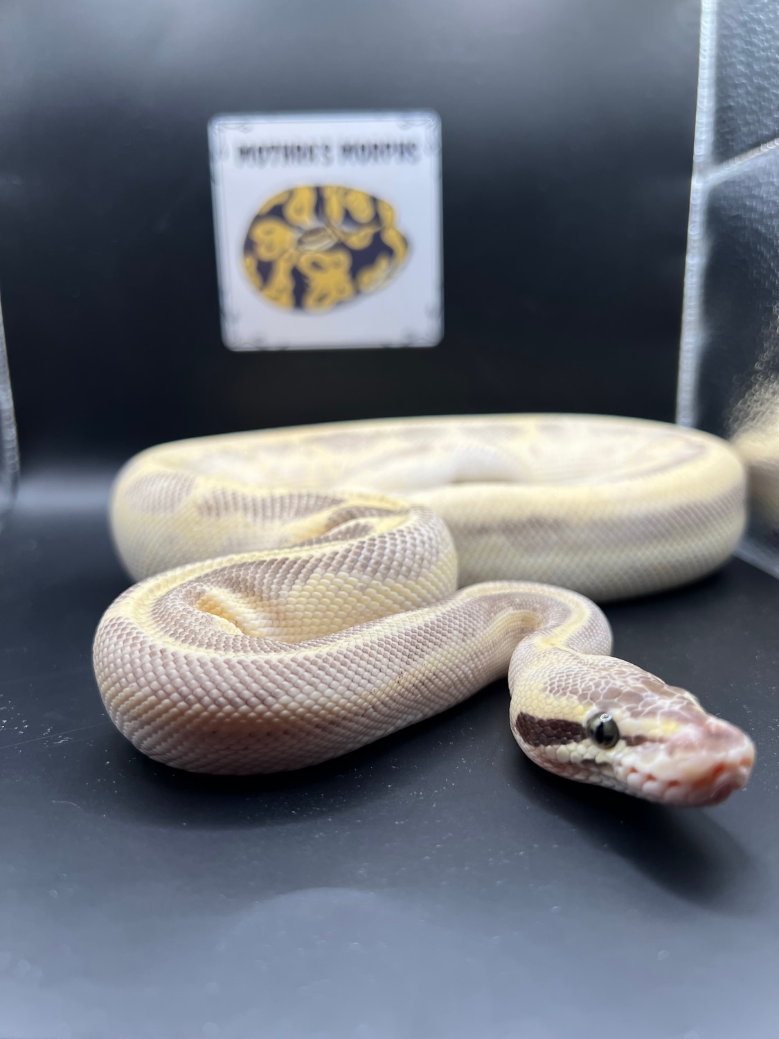 Mothra’s Morphs's Collection - MorphMarket