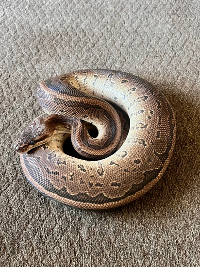 Back Head Pinstripe Red Gene Ball Python by Mothra’s Morphs