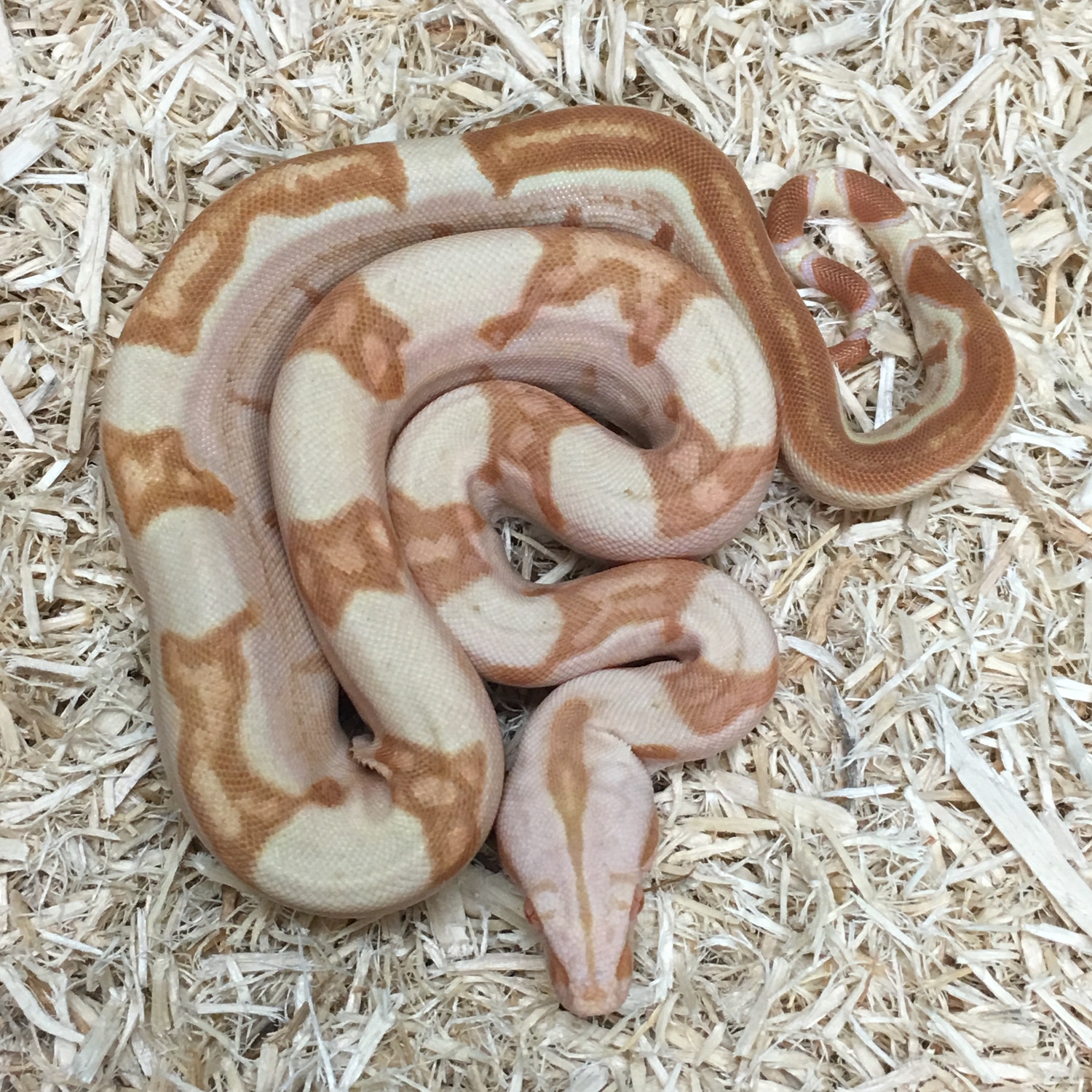 Sharp Sunglow Boa Constrictor by Motion Reptiles - MorphMarket