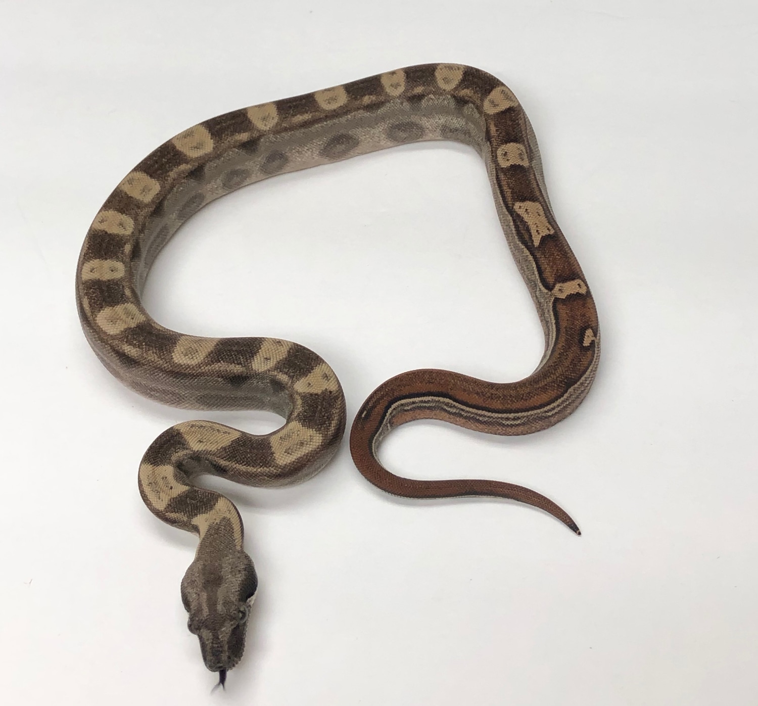 Motley Het VPI T+ Boa Constrictor by Motion Reptiles - MorphMarket
