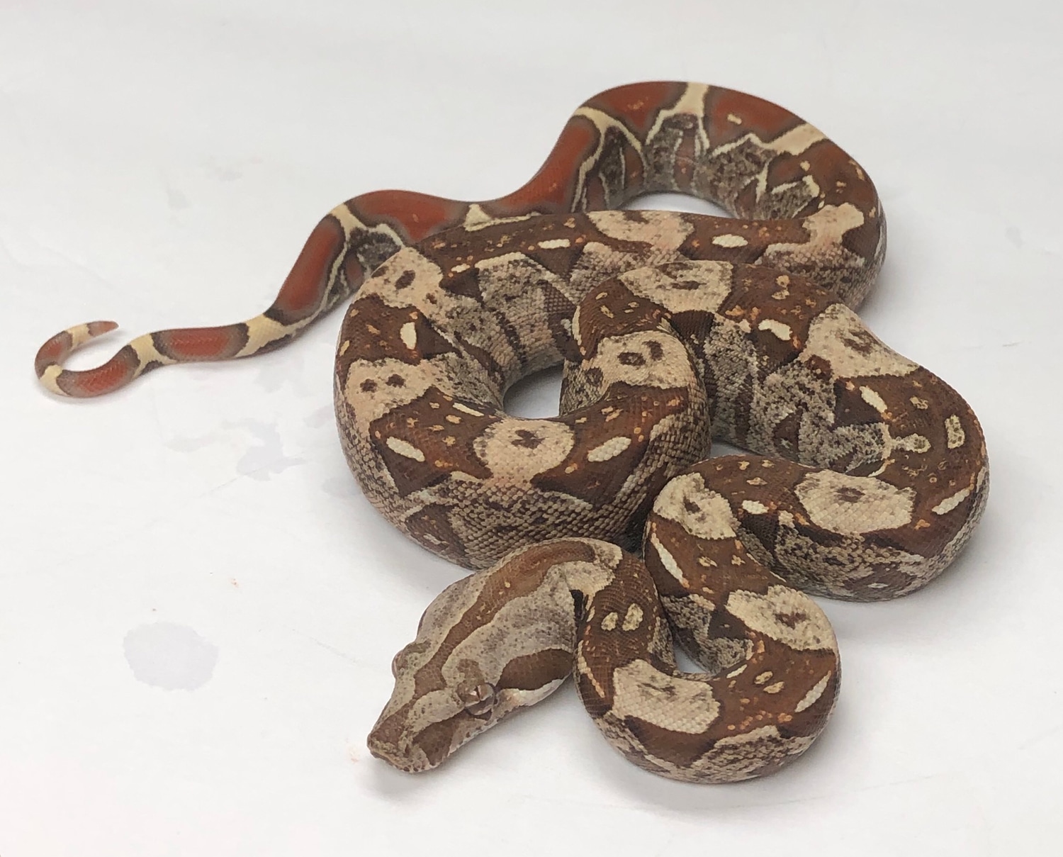 Vpi T+ Img Boa Constrictor by Motion Reptiles - MorphMarket