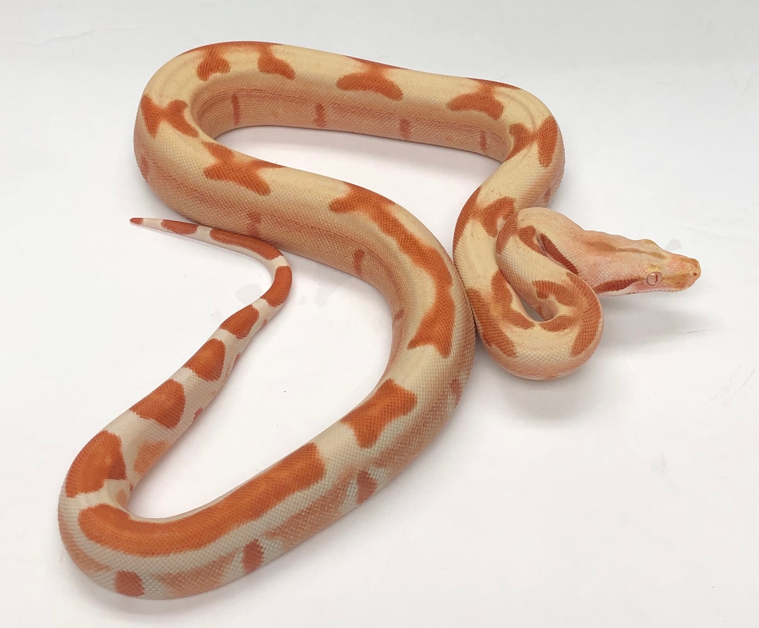 Lipstick Possible Super Sunglow Jungle Boa Constrictor by Motion ...