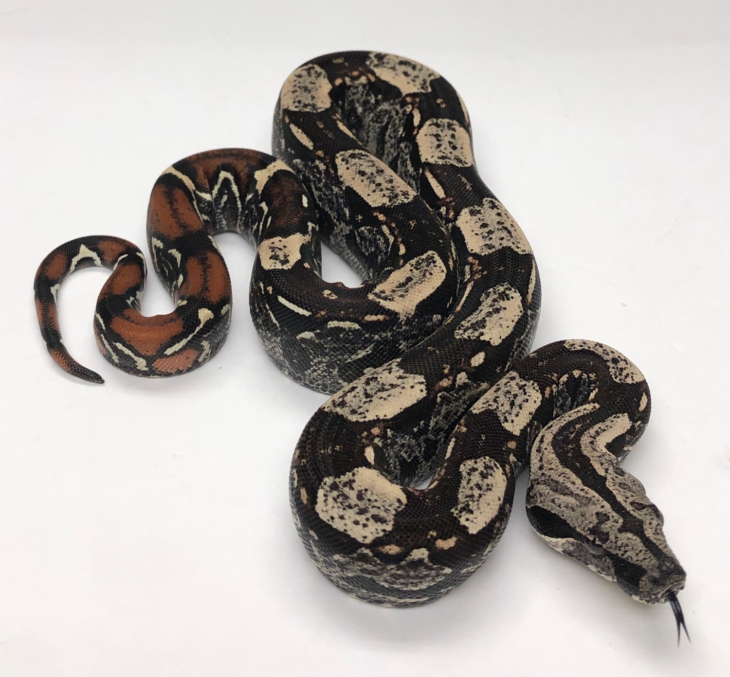 IMG Keywest 50% Het Anery Boa Constrictor by Motion Reptiles - MorphMarket