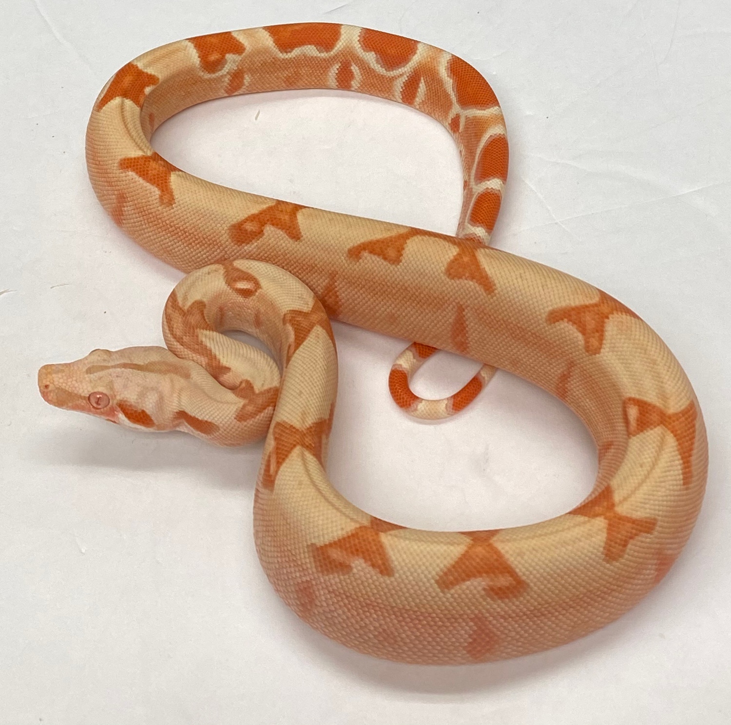 Possible Super Sunglow Boa Constrictor by Motion Reptiles - MorphMarket