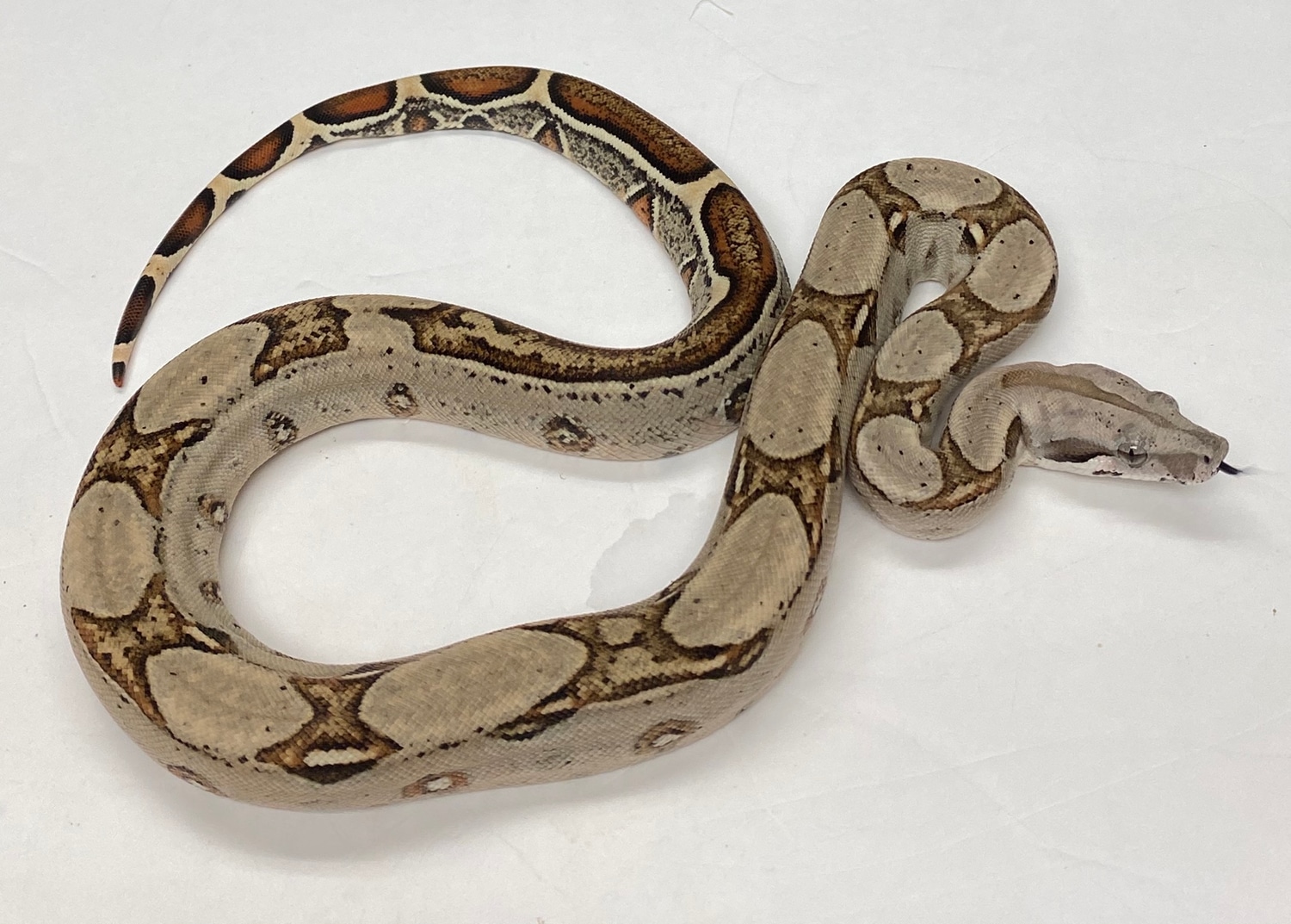 Normal Het Sterling Het Kahl Albino Boa Constrictor by Motion Reptiles ...
