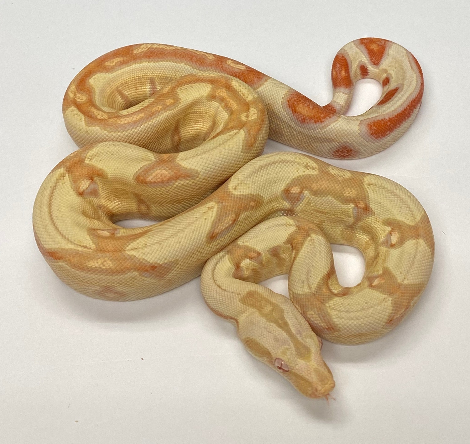 Lipstick Albino Jungle Boa Constrictor by Motion Reptiles - MorphMarket