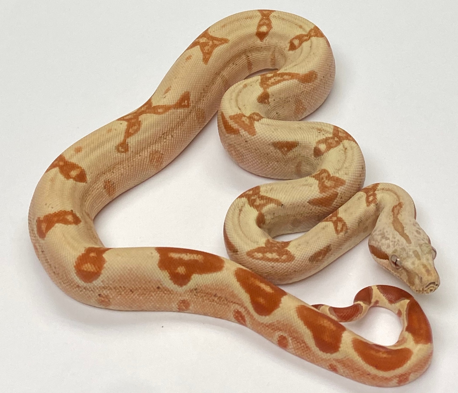 VPI T+ Sunglow Boa Constrictor by Motion Reptiles - MorphMarket