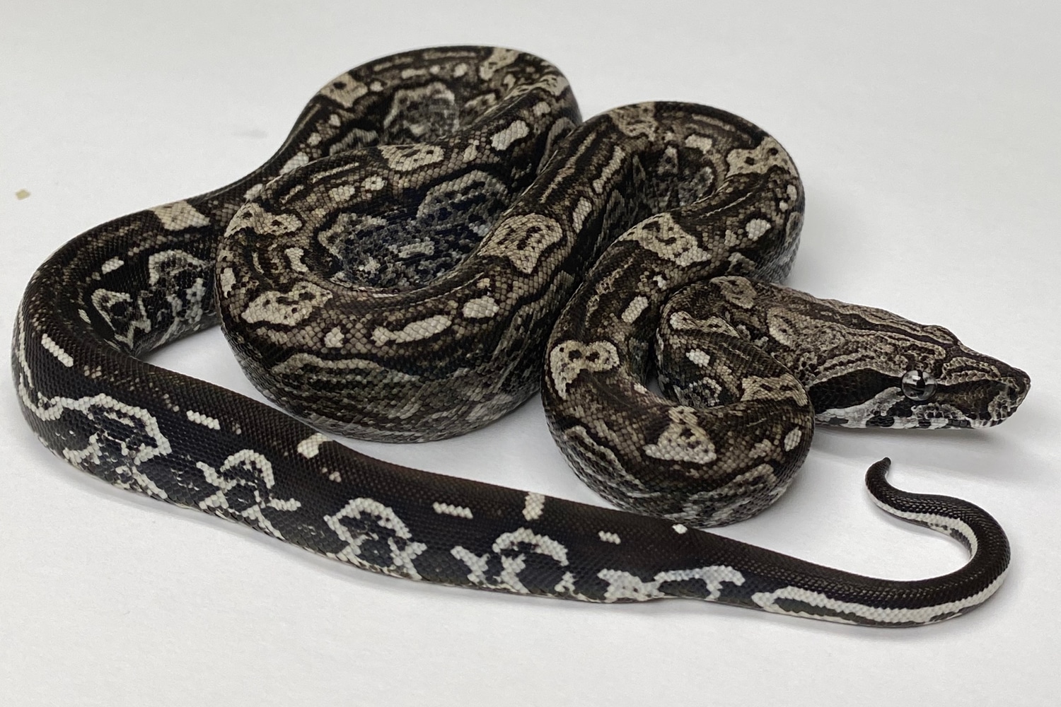 IMG Anery Aztec 100% Het Sharp Albino Boa Constrictor by Motion ...