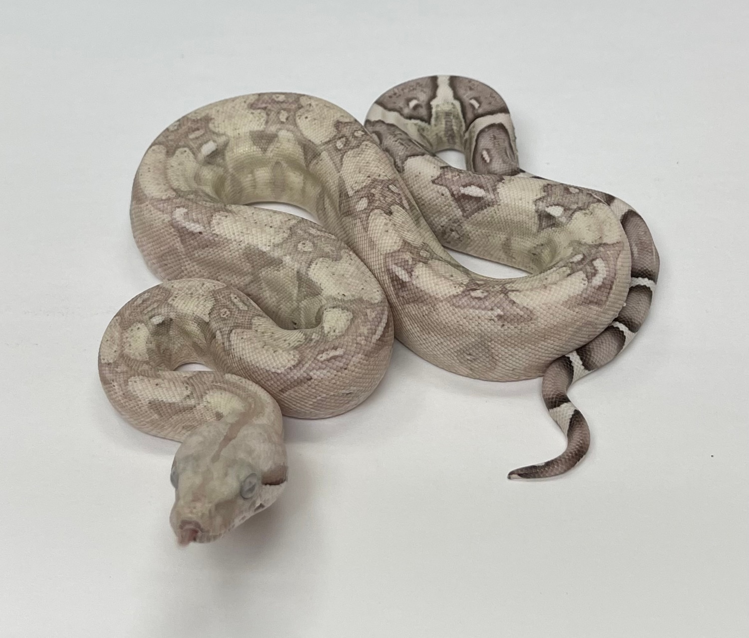 VPI T+ Snow Boa Constrictor by Motion Reptiles - MorphMarket