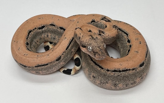 IMG Scoria Boa Constrictor by Motion Reptiles