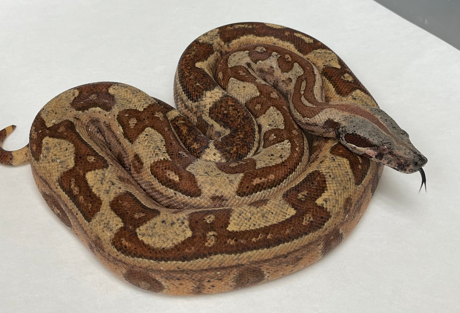 IMG Hypo Labyrinth 50% Het Sharp Albino 50% Het Anery Boa Constrictor ...