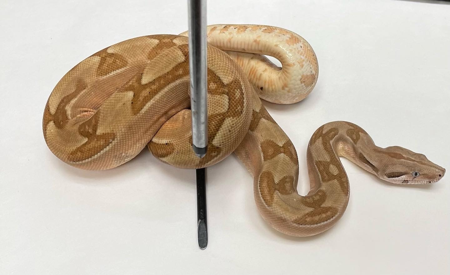 Hypo Labyrinth 50% Het Sharp Albino 50% Het Anery Boa Constrictor by ...