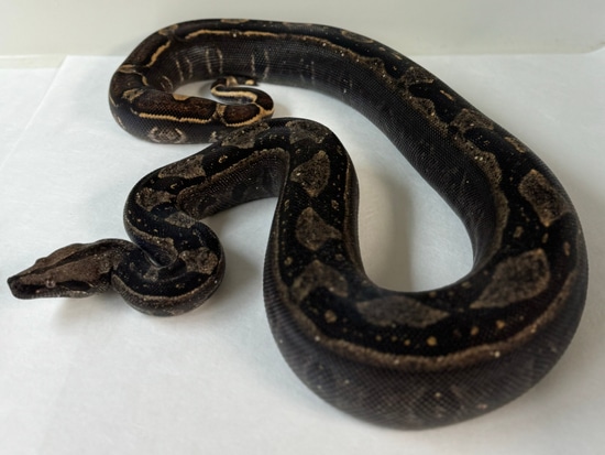 IMG Labyrinth 50% Het Sharp Albino 50% Anery Boa Constrictor by Motion ...