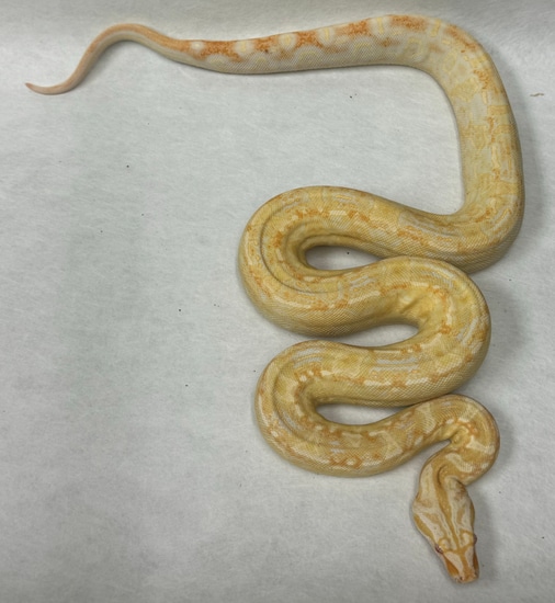 Aztec Sharp Albino 66% Het Anery Boa Constrictor by Motion Reptiles