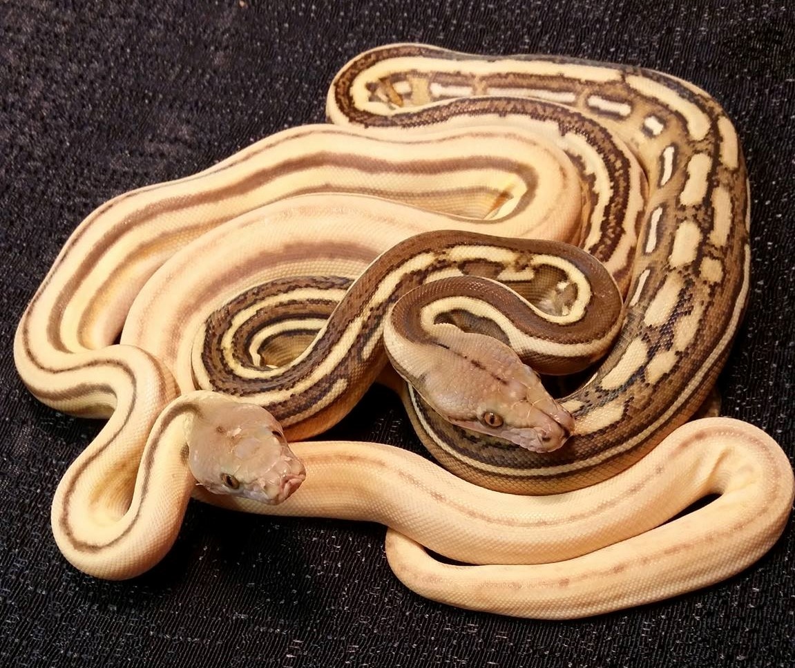 Jim's House Of Retics's Collection - MorphMarket