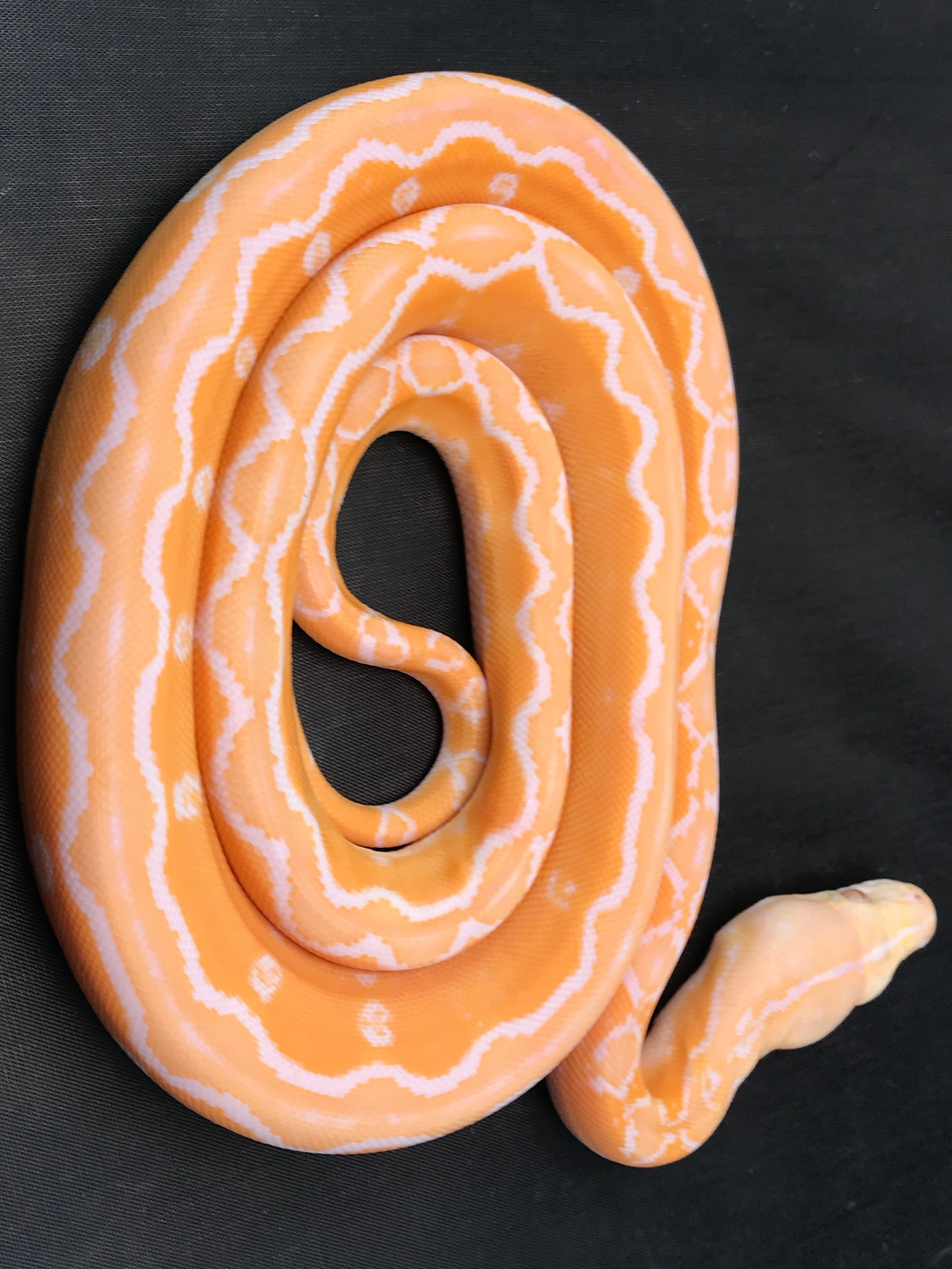 White Albino Motley Sunfire Reticulated Python by Jim Jolley Retic's ...