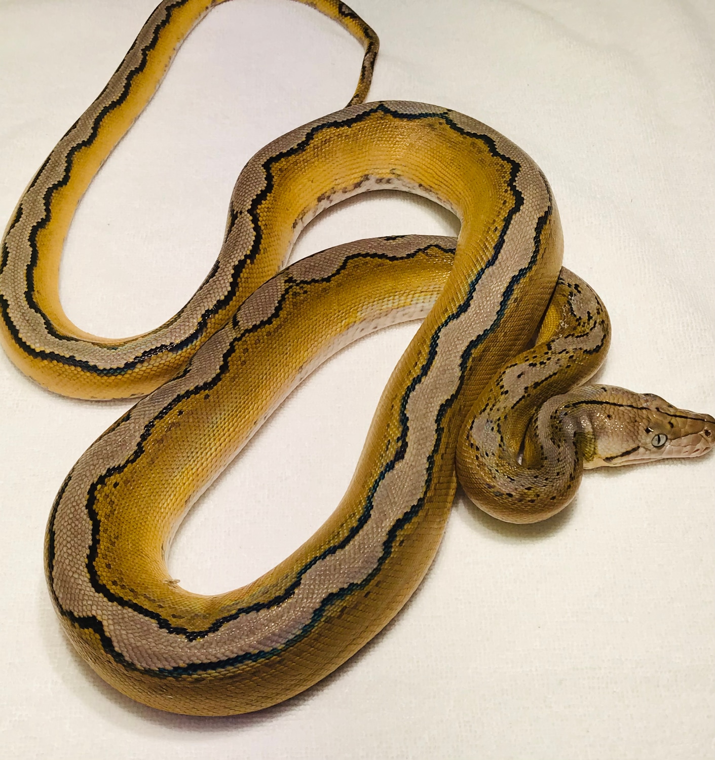 Sun Platty Motley Het Albino Reticulated Python by Jim's House Of ...