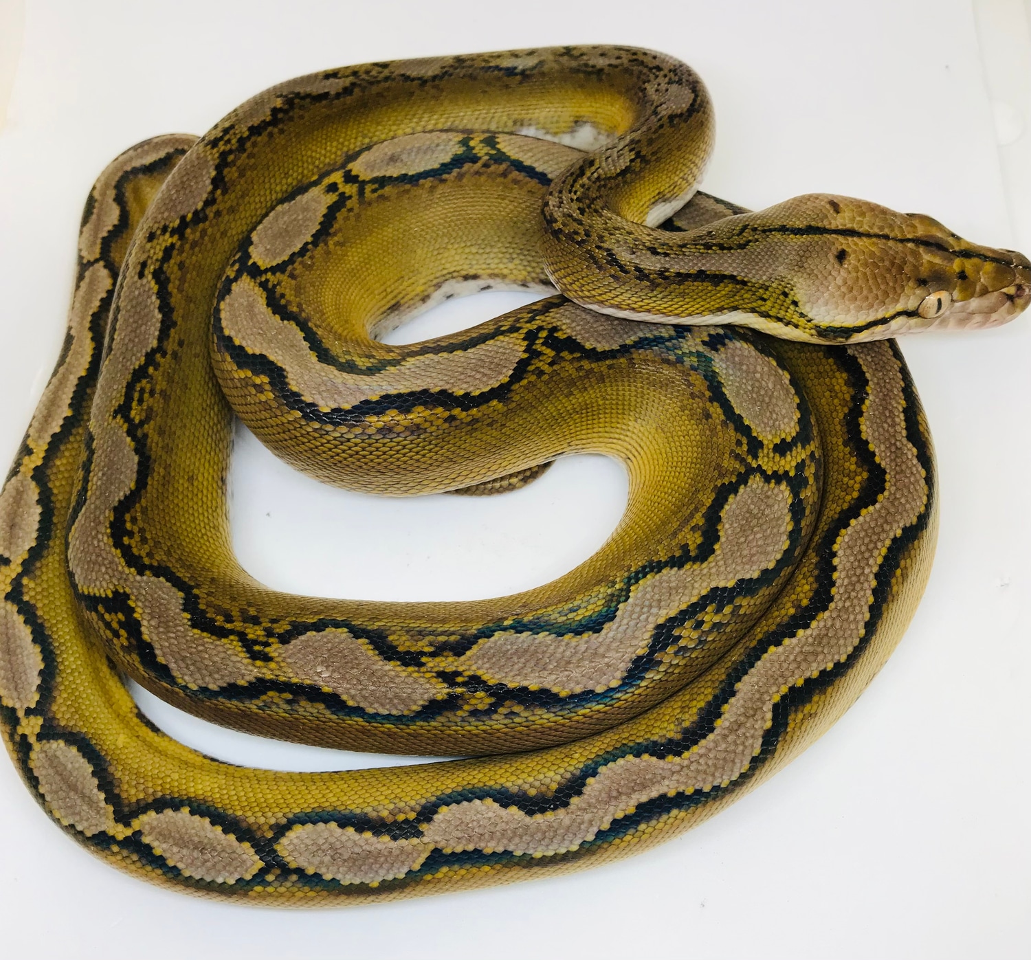 Sunfire Motley Het Purple Reticulated Python by Jim's House Of Retics ...