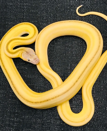 Titanium Sun Supertiger Het Albino Reticulated Python by Jim's House Of ...