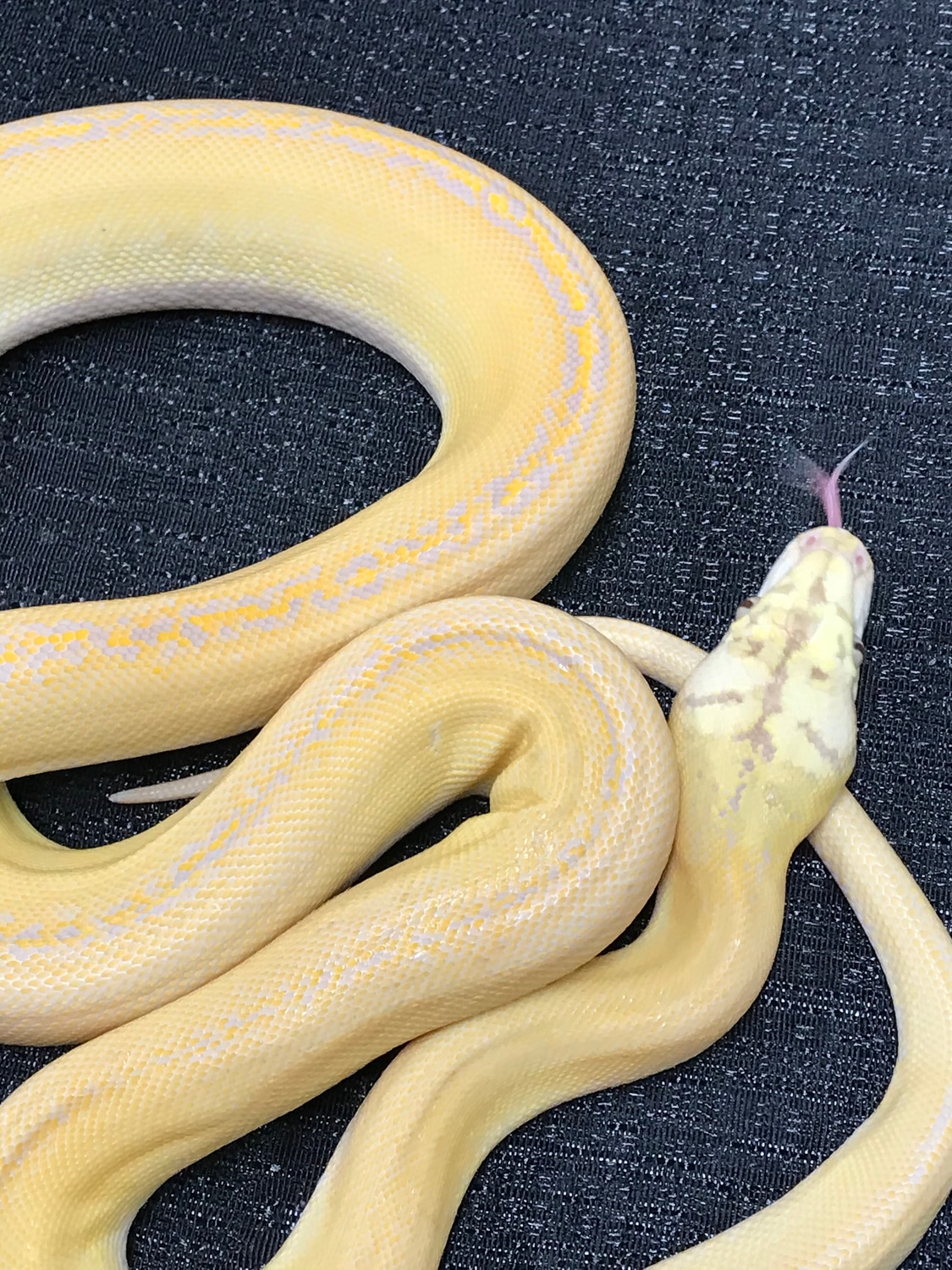 Lav Albino Motley Goldenchild Female Reticulated Python by Jim's House ...