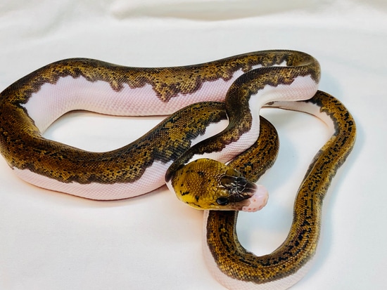 Tiger Pied Het Albino Reticulated Python by Jim's House Of Retics